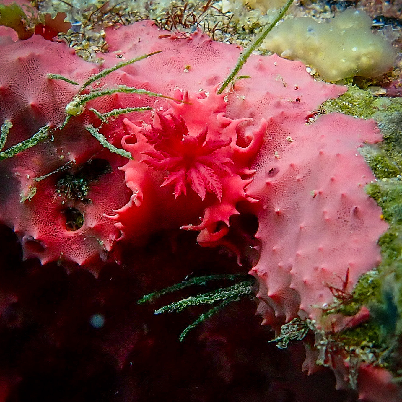 Verconia verconis (Basedow & Hedley, 1905)