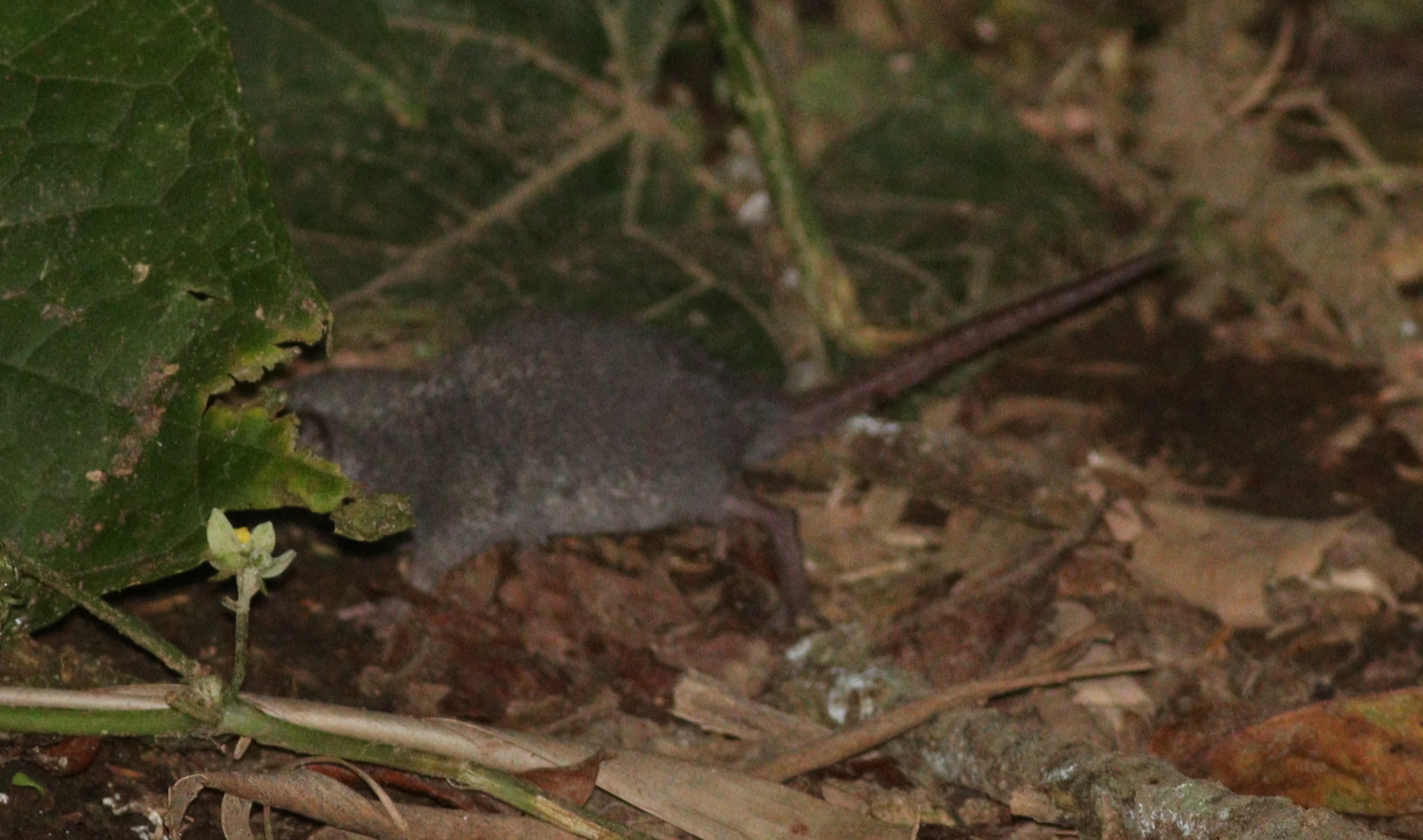 Suncus murinus (Linnaeus, 1766)