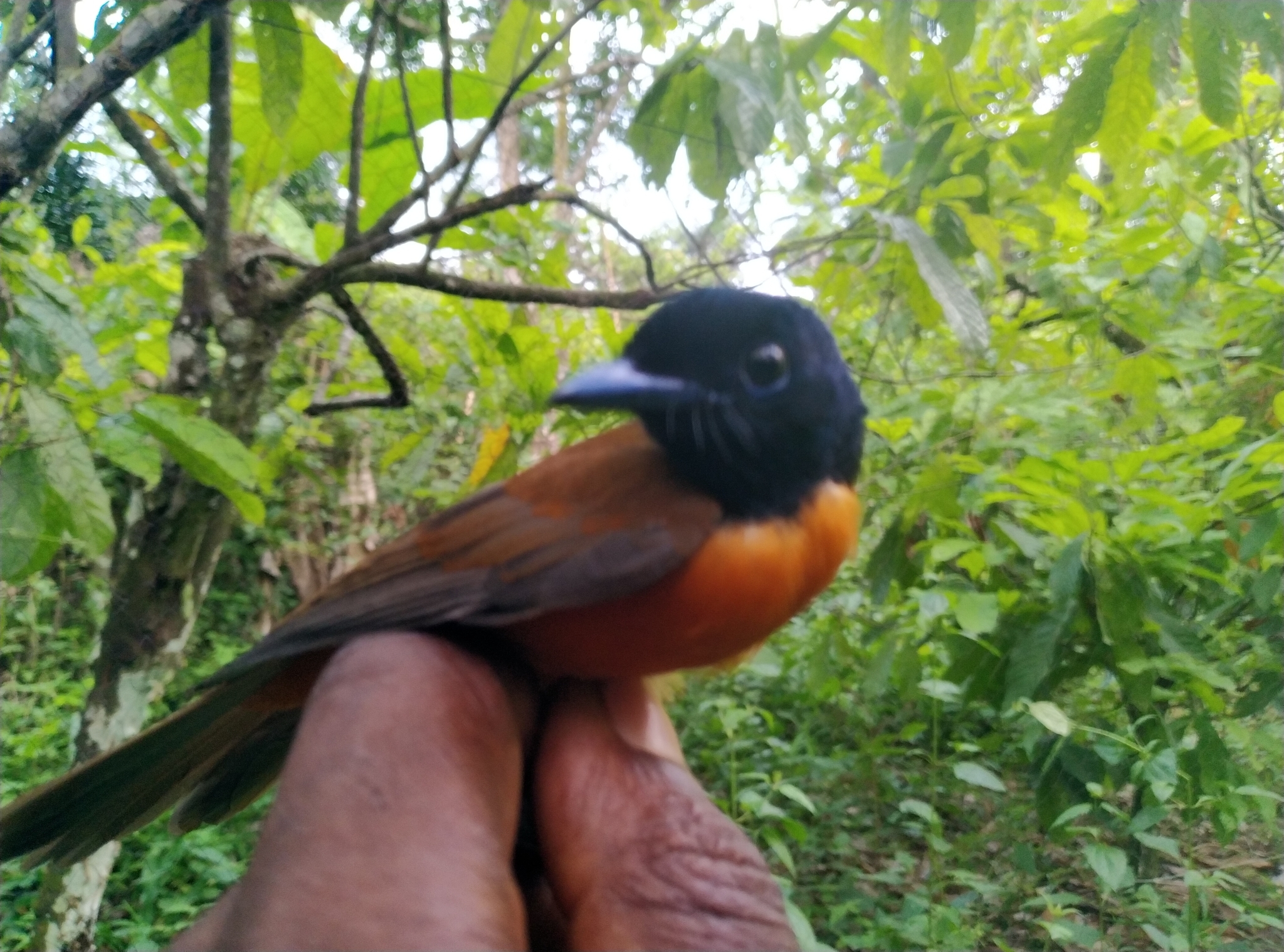 Terpsiphone rufiventer (Swainson, 1837)