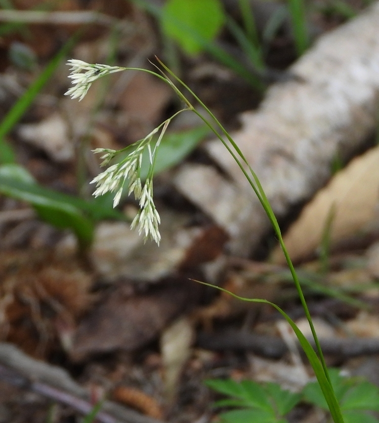 Snowy Woodrush from Angrogna Martel - TO - Italia on April 23, 2023 at ...