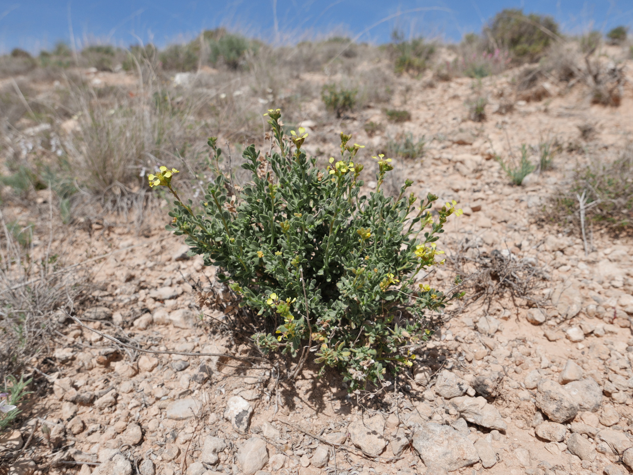 Vella pseudocytisus L.