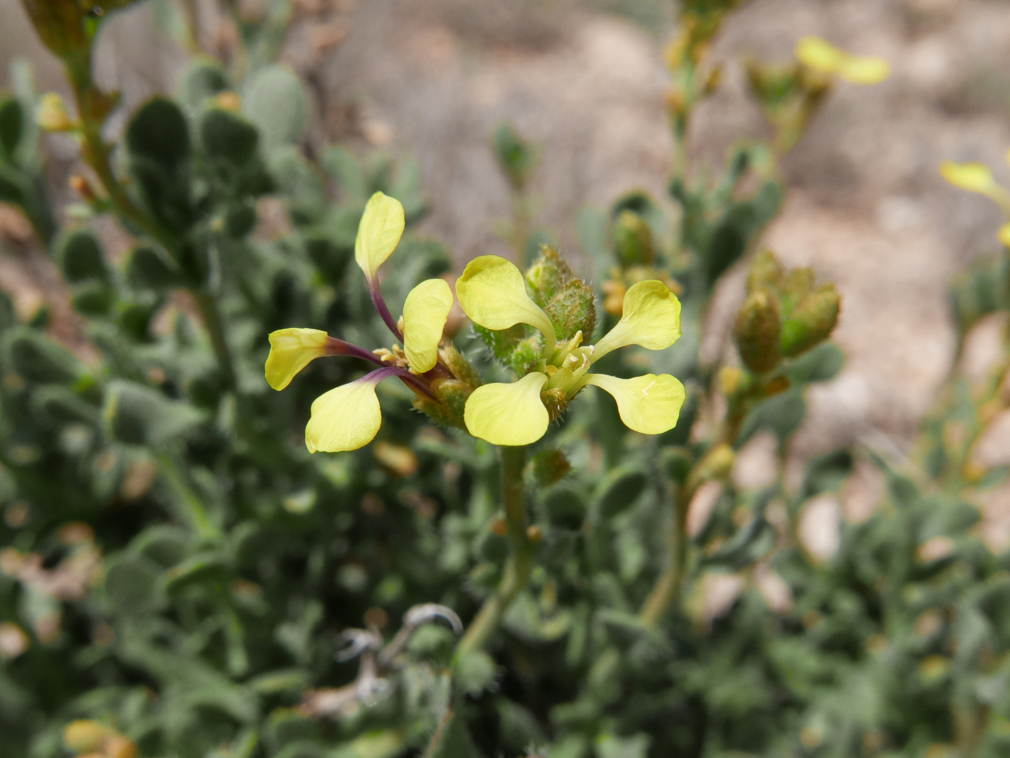 Vella pseudocytisus L.