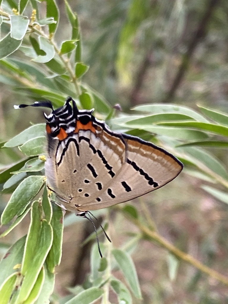 Common Imperial Blue from Saint Peters Downfall, Anstead, QLD, AU on ...