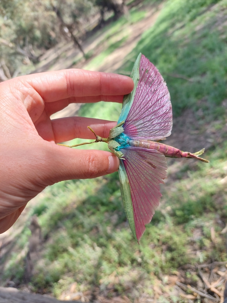 Red-winged Stick Insect from Neds Corner VIC 3496, Australia on April ...