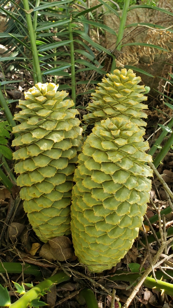 Lebombo cycad (Encephalartos senticosus) - Botanical Realm
