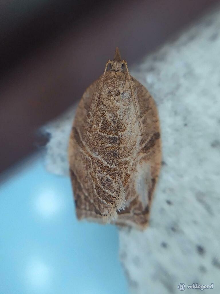 Appleleaf-curling moth from Kwun Tong, HK on April 25, 2023 by wklegend ...