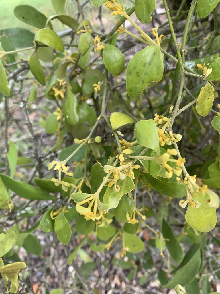 golden mistletoe in April 2023 by Braden Mcdonald · iNaturalist