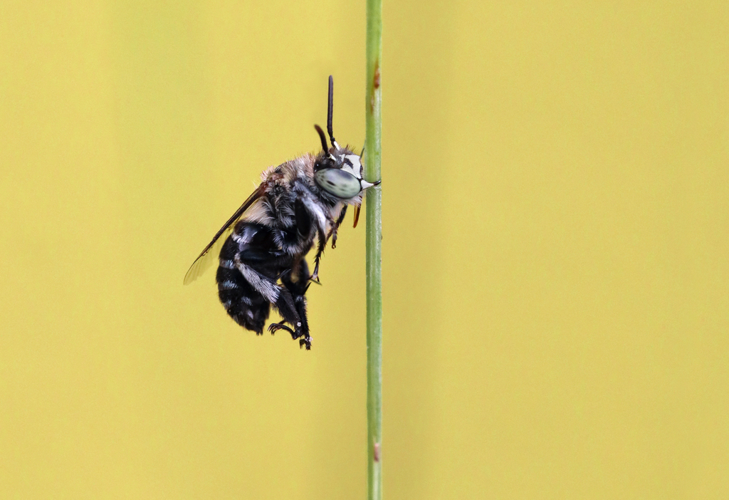Blue-banded and Allied Digger Bees in April 2023 by siene · iNaturalist