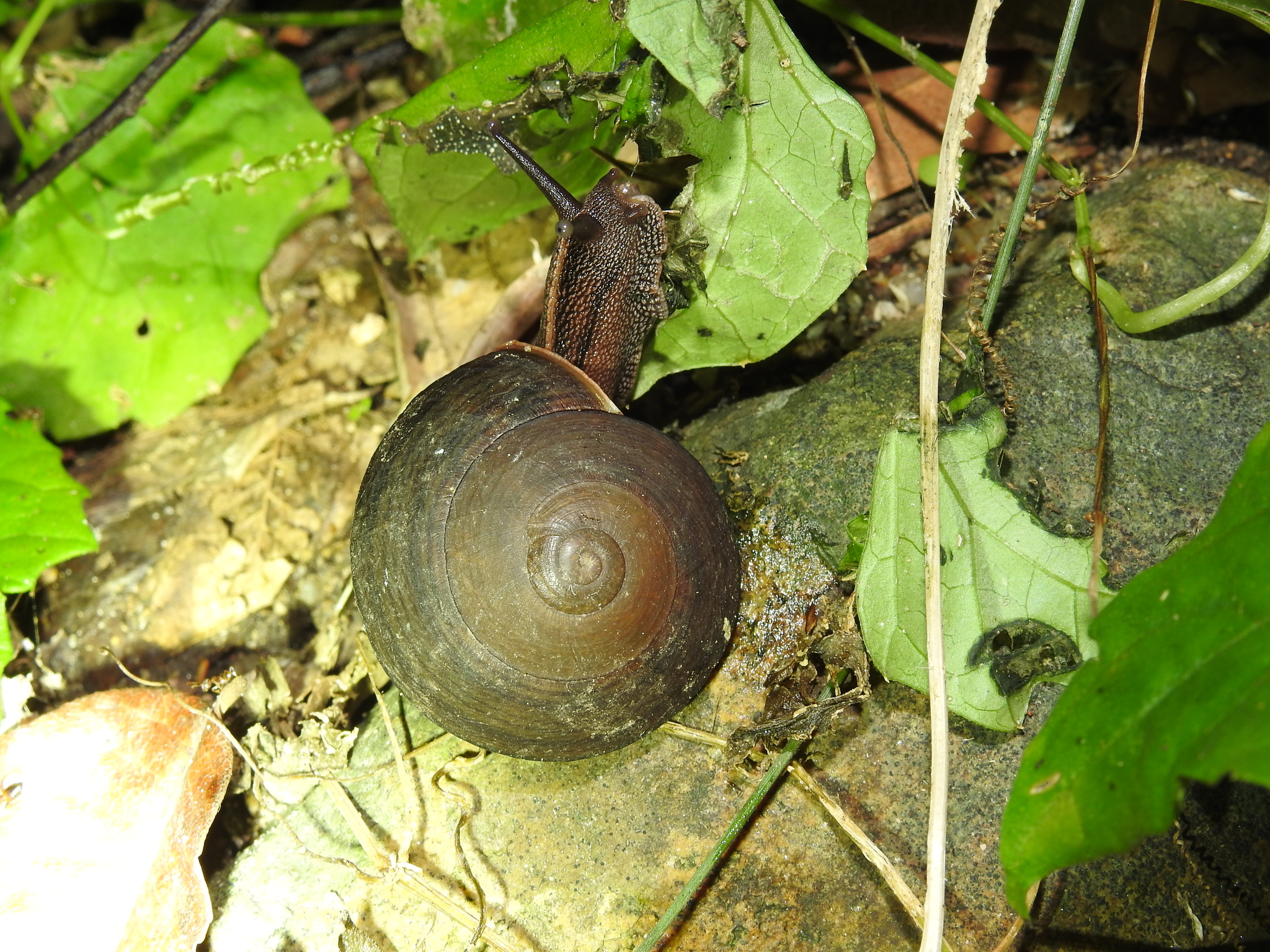 Camaena hainanensis (H.Adams, 1870)