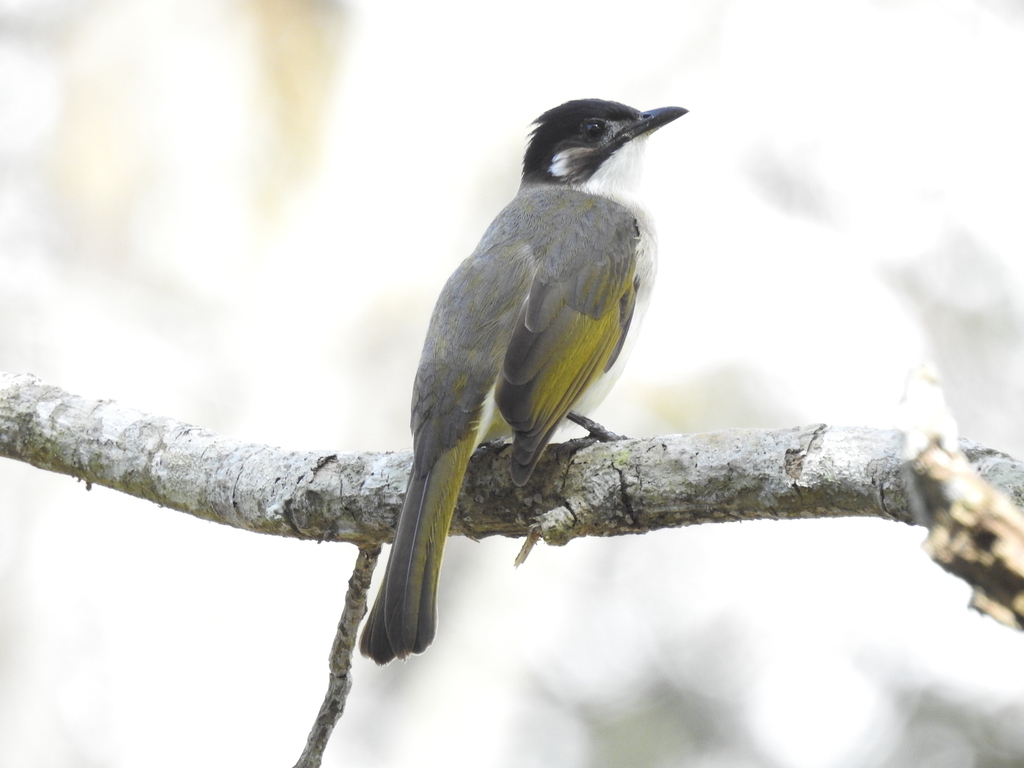 Light-vented Bulbul from 中国海南省乐东黎族自治县 on February 1, 2023 at 02:21 PM ...