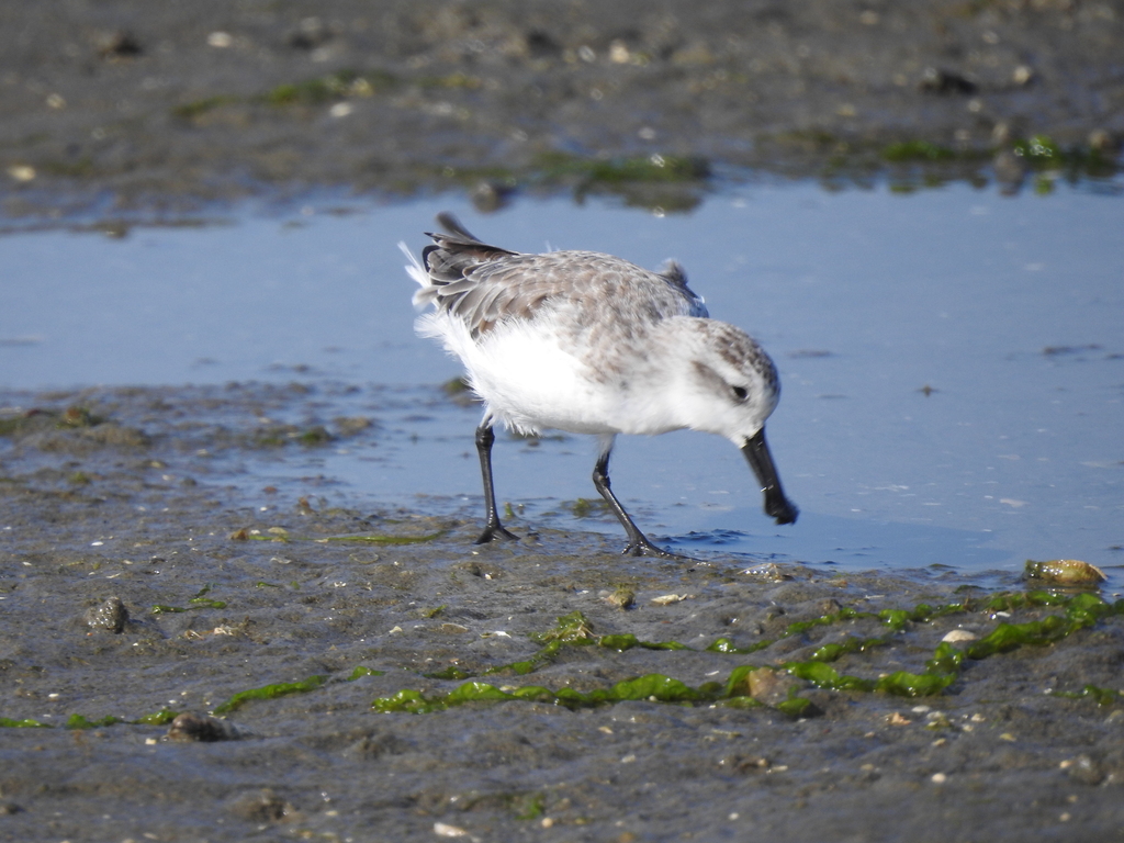 Spoon-billed Sandpiper in January 2023 by 红耳鹎 Xinrong Lin · iNaturalist