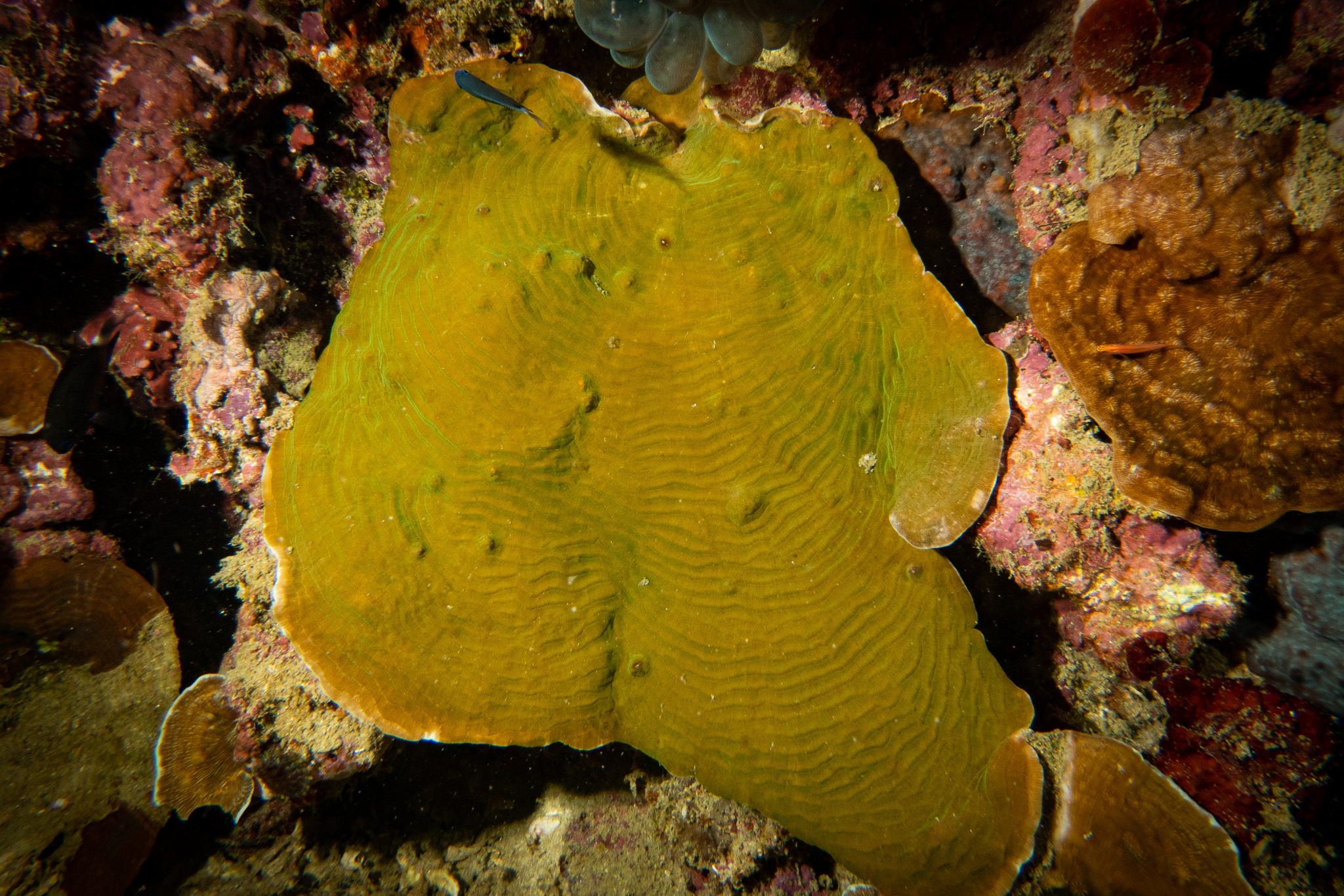Pachyseris speciosa (Dana, 1846)