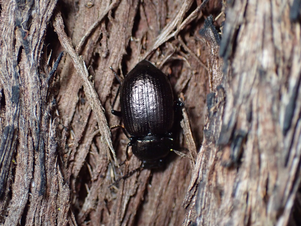 Adelium from 36 Woodlands Rd, Tuerong VIC 3915, Australia on April 22 ...
