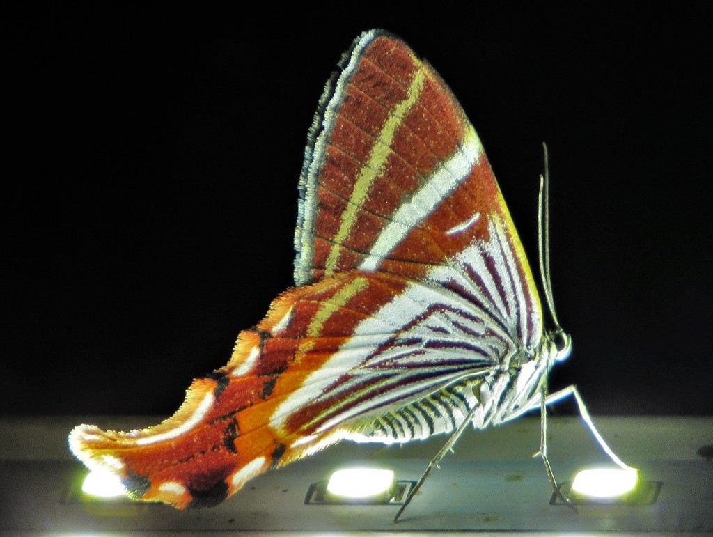 Erateina drucei from Marinilla, Antioquia, Colombia on September 17 ...