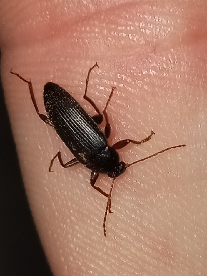 Lobopoda from Lumber Bridge, NC 28357, USA on April 22, 2023 at 07:26 ...