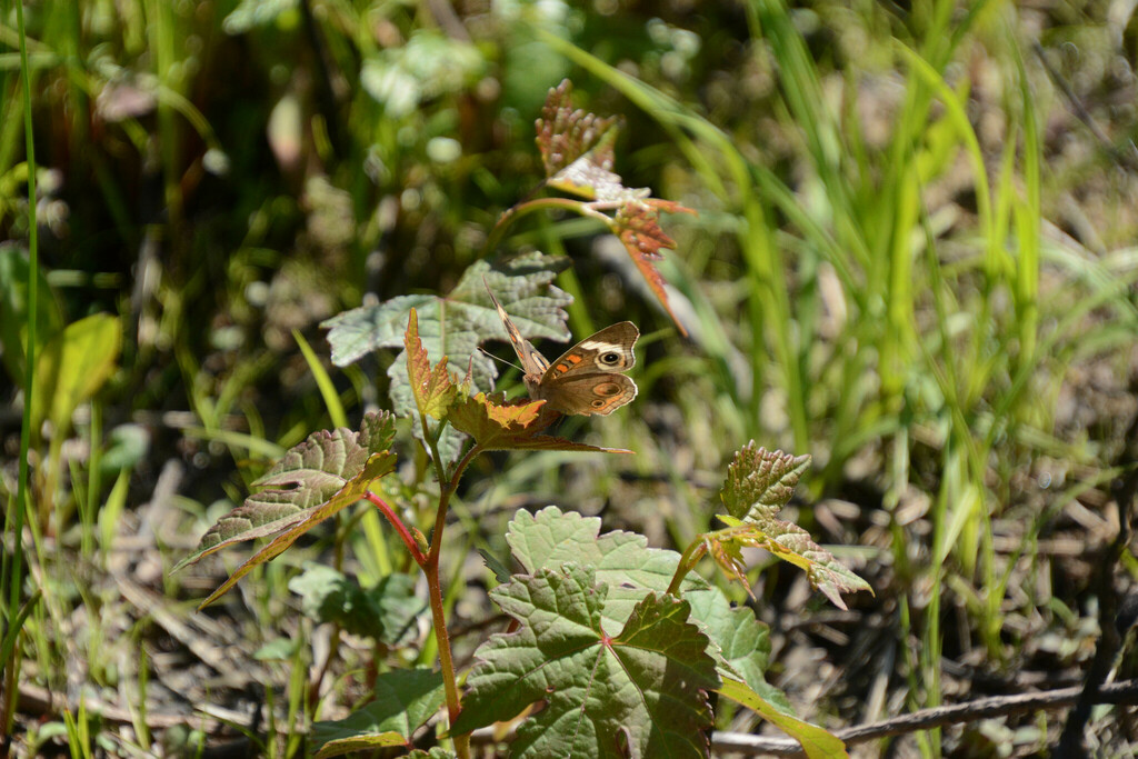 Common Buckeye from Orange County, NC, USA on April 23, 2023 at 11:00 ...