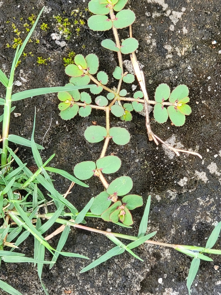 Red Caustic-creeper from Venkateshapuram Colony, Puthur, Palakkad ...