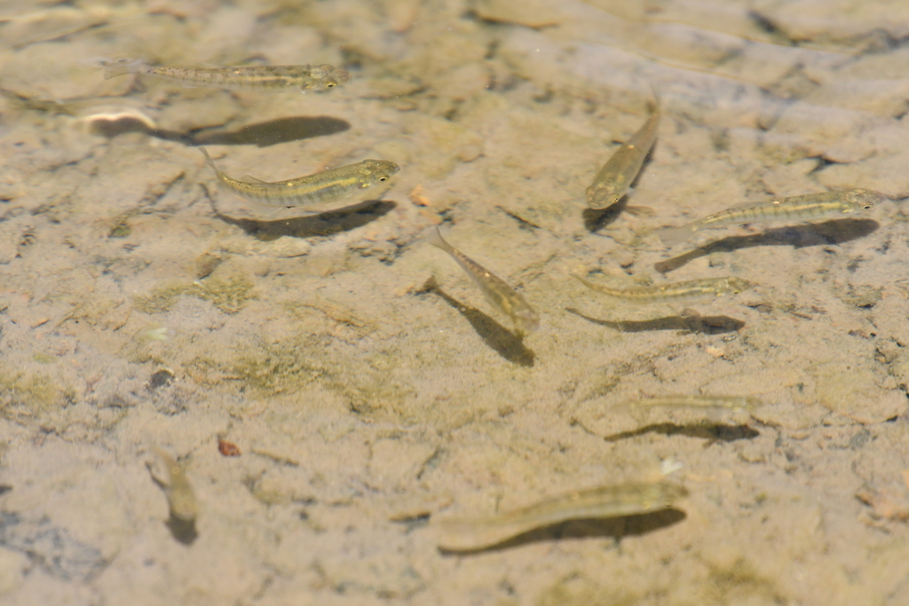 Eastern Banded Killifish from Windlestrae Park, Montgomery County, PA ...
