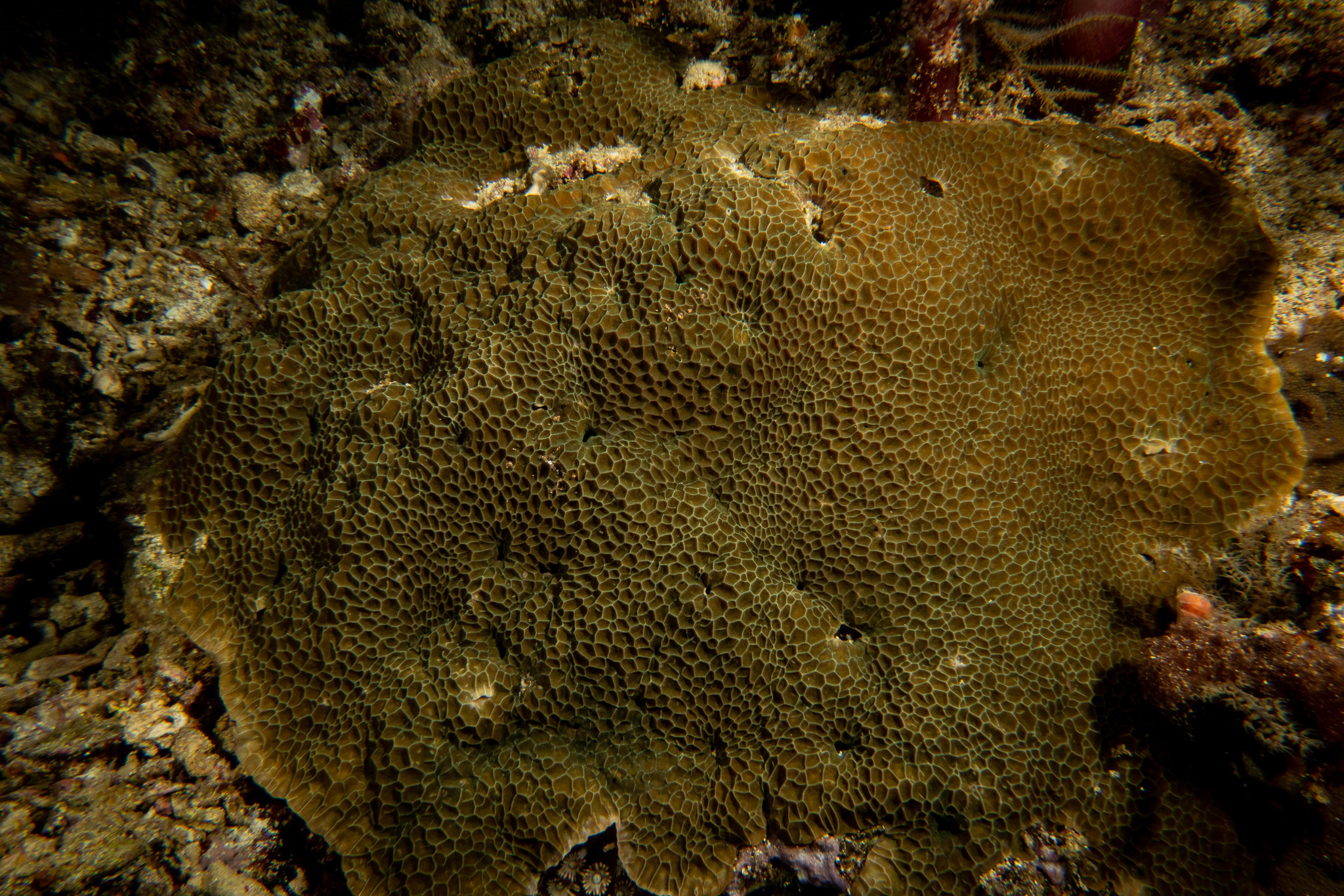 Gardineroseris planulata (Dana, 1846)