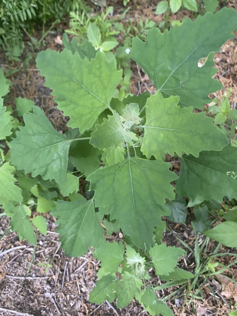 Common Lambsquarters from Randol Mill Park, Arlington, TX, US on April ...