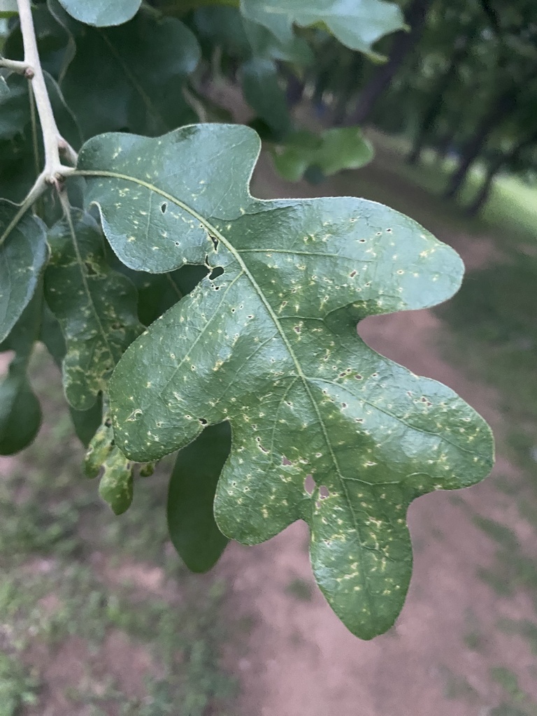 post oak from Randol Mill Park, Arlington, TX, US on April 25, 2023 at ...