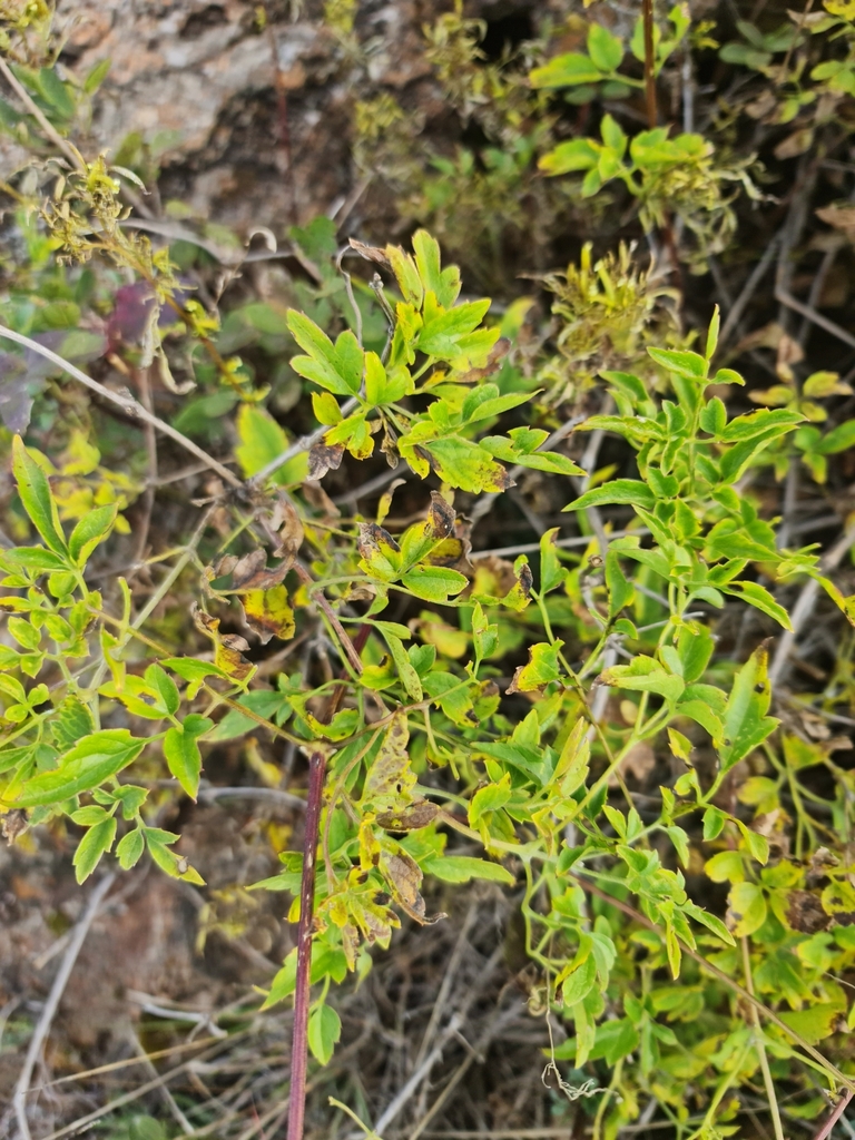 Traveller's joy from Carletonville, 2499, South Africa on April 25 ...