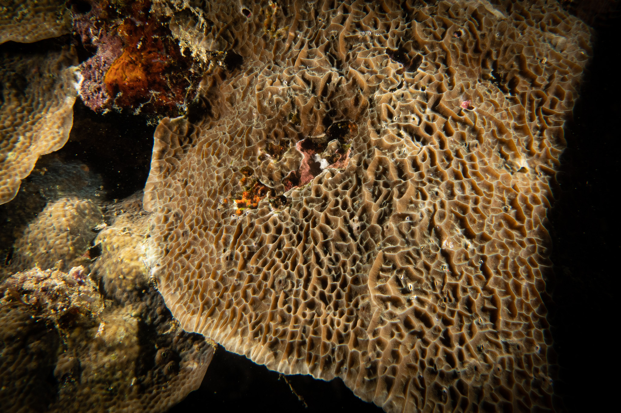 Gardineroseris planulata (Dana, 1846)