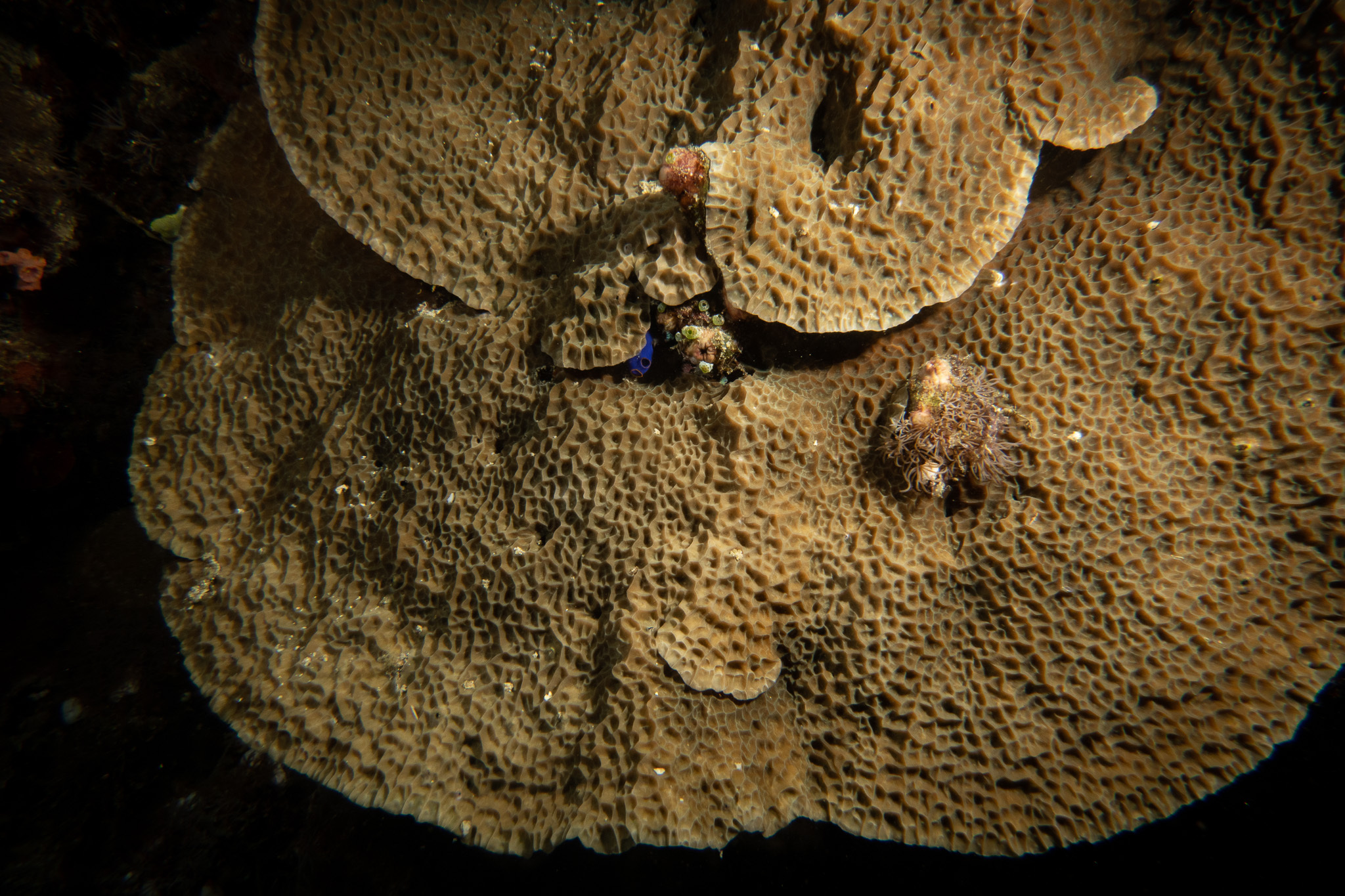 Gardineroseris planulata (Dana, 1846)