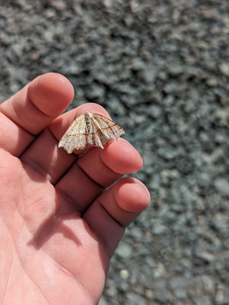 Oak Besma Moth from Chatham, NJ 07928, USA on April 24, 2023 at 11:29 ...