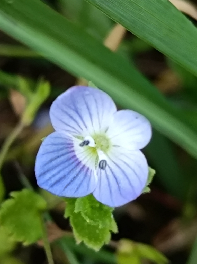 bird's-eye speedwell from Sheffield S20, UK on April 25, 2023 at 03:15 ...