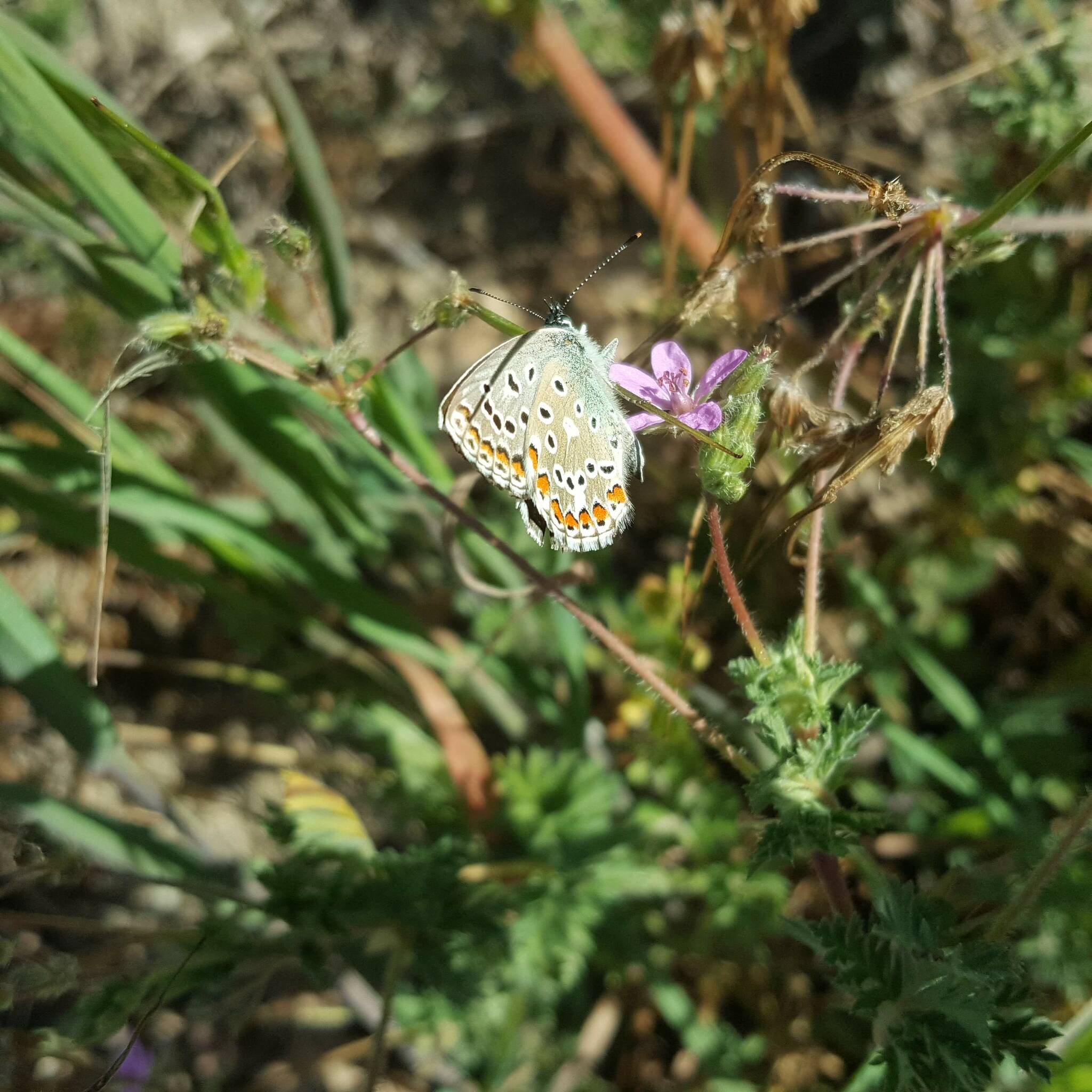 Lysandra Hemming, 1933