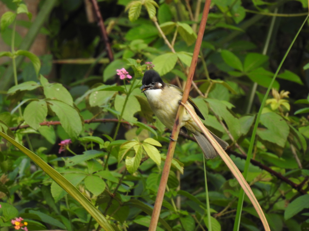 Light-vented Bulbul from 中国海南省澄迈县 on December 25, 2022 at 04:34 PM by ...