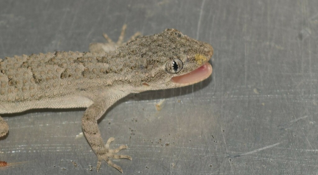Jaz Murian Bent-toed Gecko from Jahrom, Fars Province, Iran on April 21 ...