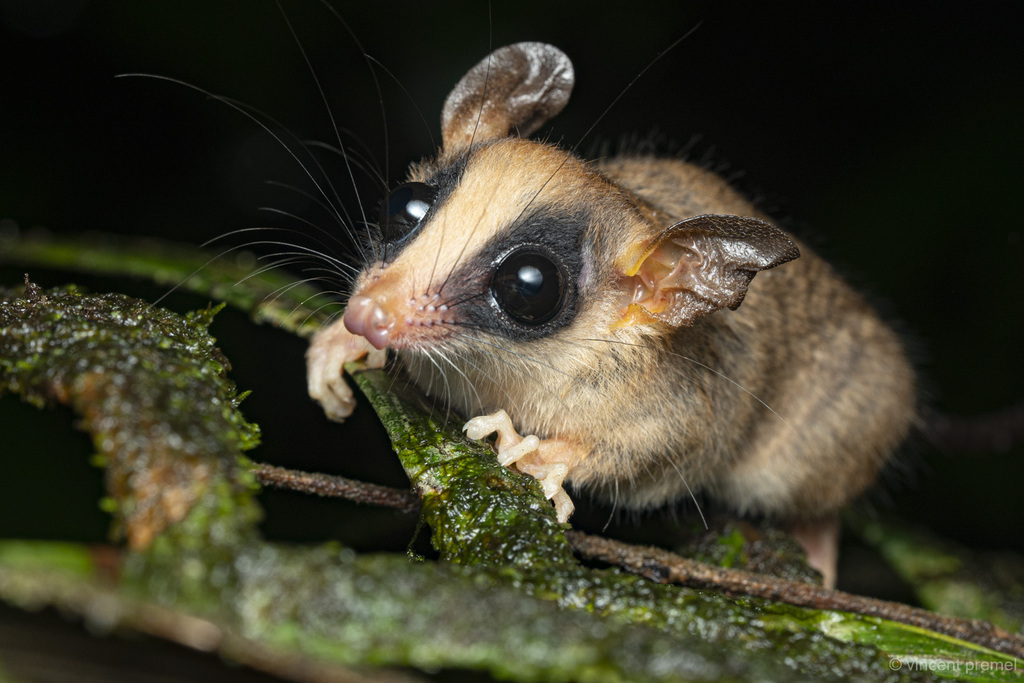 Kalinowski's Mouse Opossum from Saint-Laurent-du-Maroni, Guyane ...