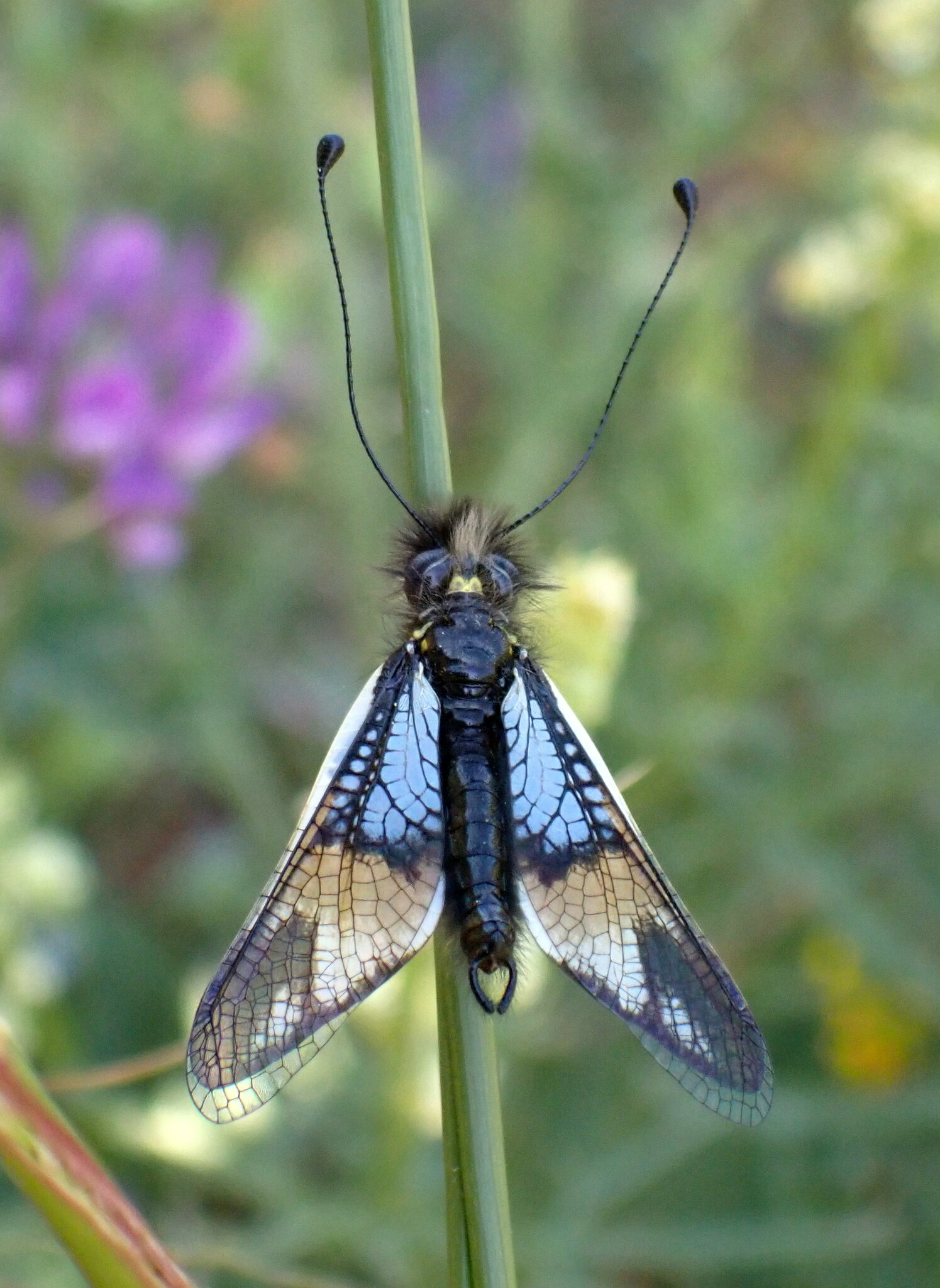 Libelloides lacteus (Brullé, 1832)