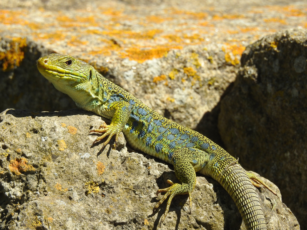 Ocellated Lizard from Almada, Setúbal, Portugal on April 11, 2023 at 12 ...