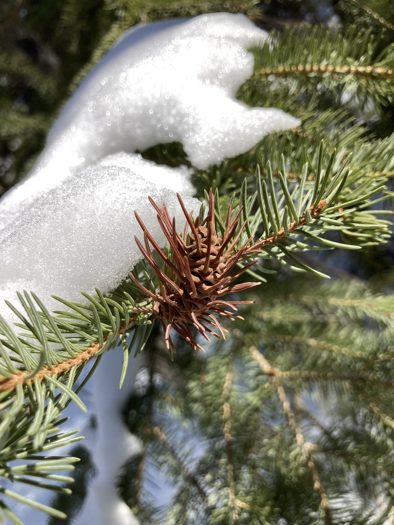 spruce aphids from Bighorn No. 8, AB, Canada on April 05, 2023 at 11:43 ...
