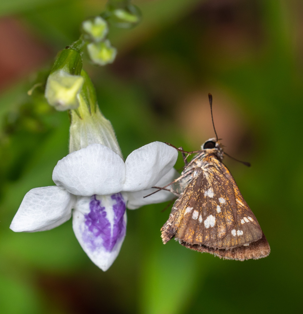 Spotted Grass Dart from Siburan, Sarawak, Malaysia on April 25, 2023 at ...