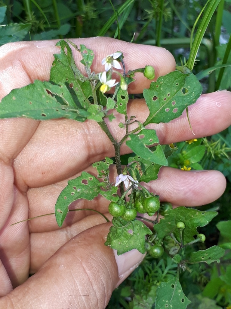 10 Benefits Of Having An American Black Nightshade