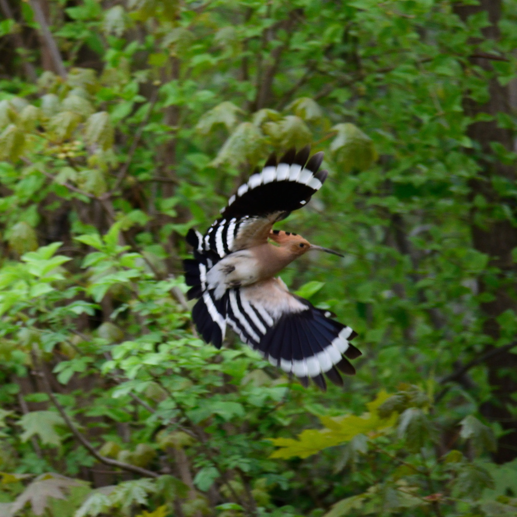 Hoopoes (Upupidae) - Avian Discovery
