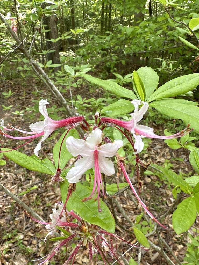 Pinxter Flower from Church View, VA, US on April 25, 2023 at 11:25 AM ...