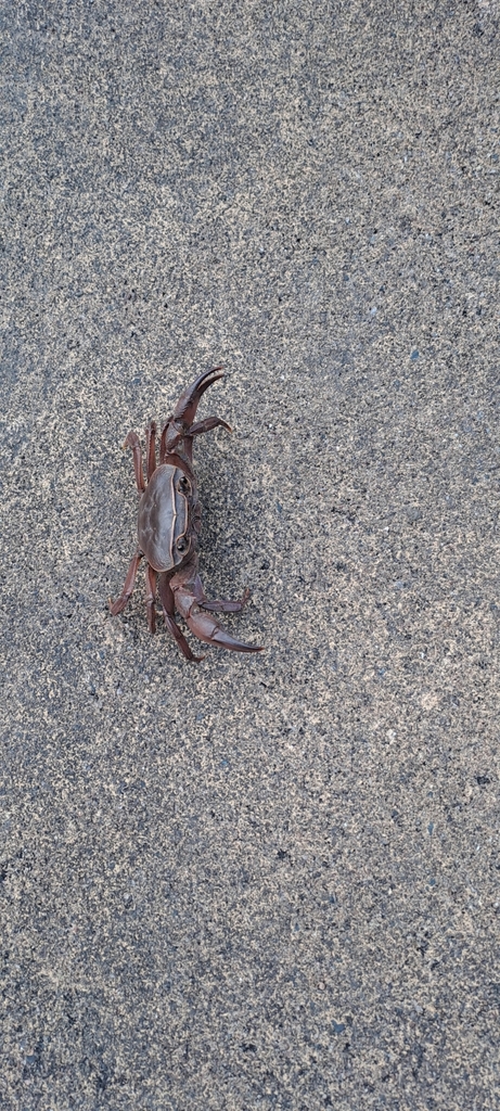 KZN River Crab from Dawncliffe, Westville, 3629, South Africa on April ...