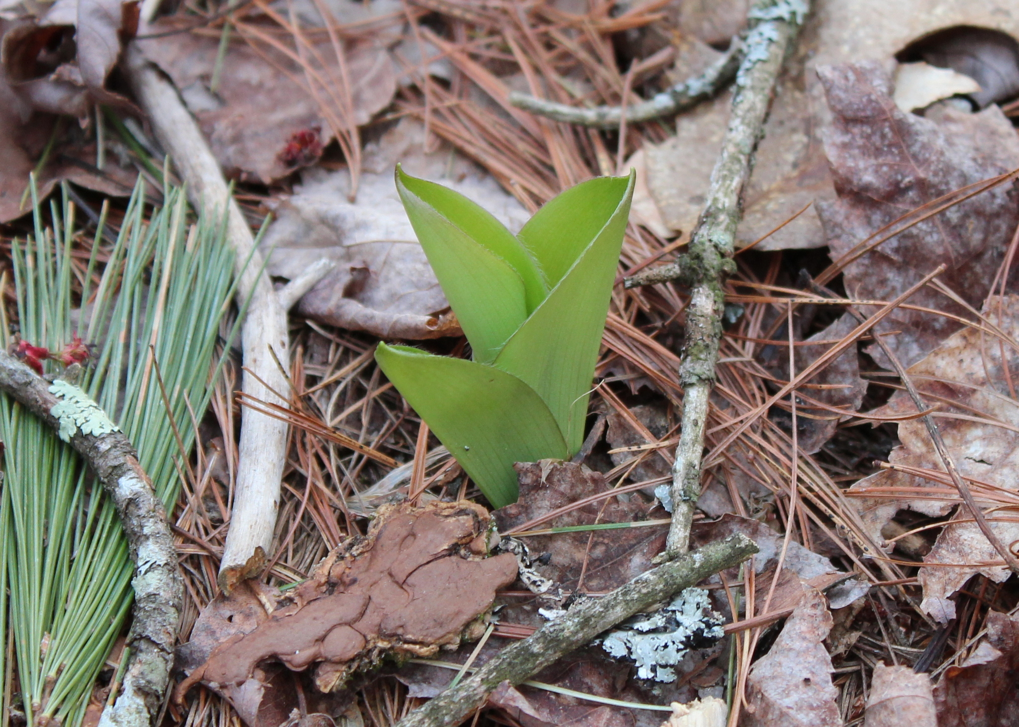 Clintonia borealis (Aiton) Raf.