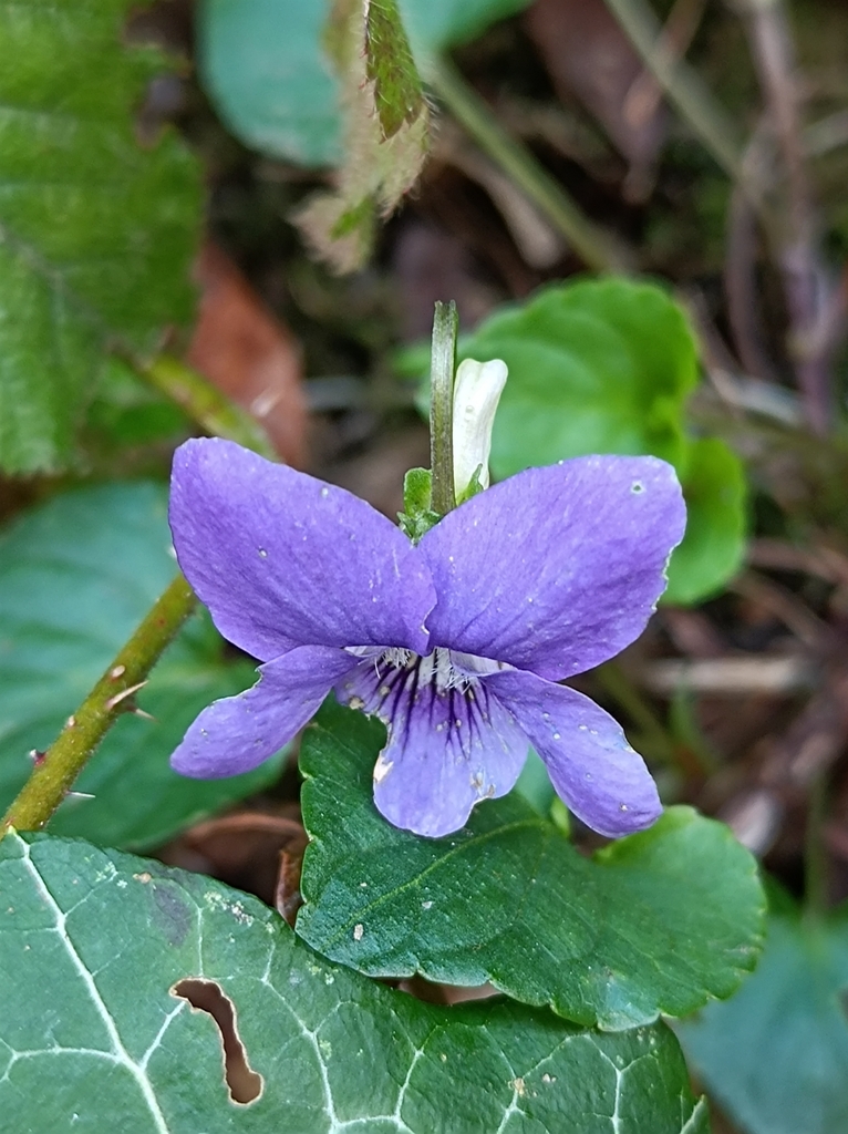 common dog-violet from Sheffield S20, UK on April 25, 2023 at 04:34 PM ...