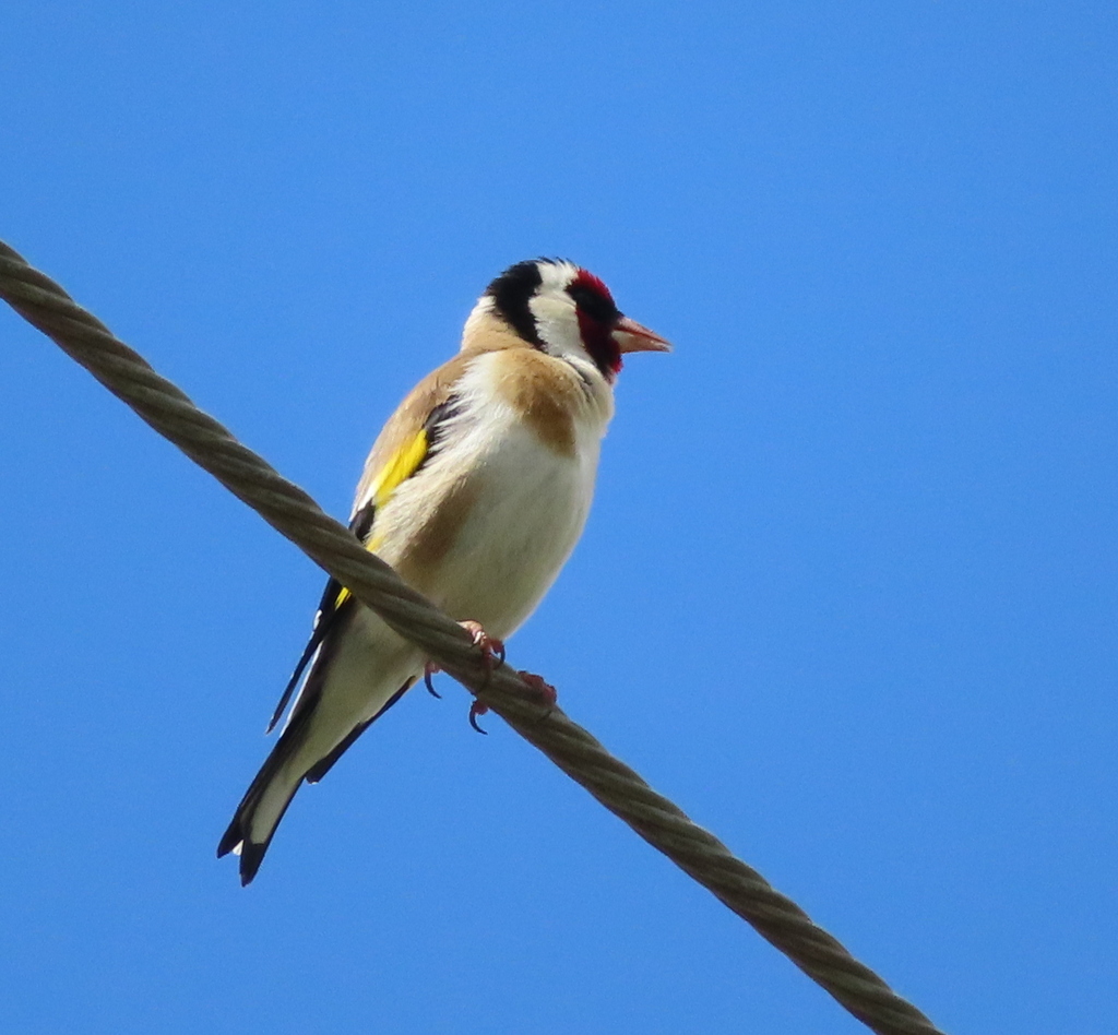 European Goldfinch from Epirus, Greece on April 25, 2023 at 11:37 AM by ...