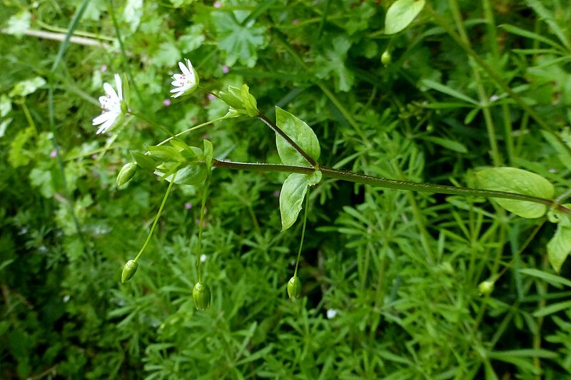 Stellaria neglecta (Lej.) Weihe