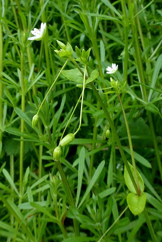 Stellaria neglecta (Lej.) Weihe