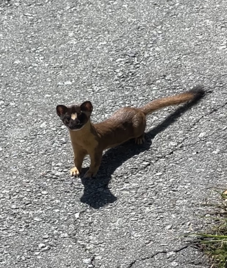 Long-tailed Weasel from Santa Cruz Beach Boardwalk, Santa Cruz, CA, US ...