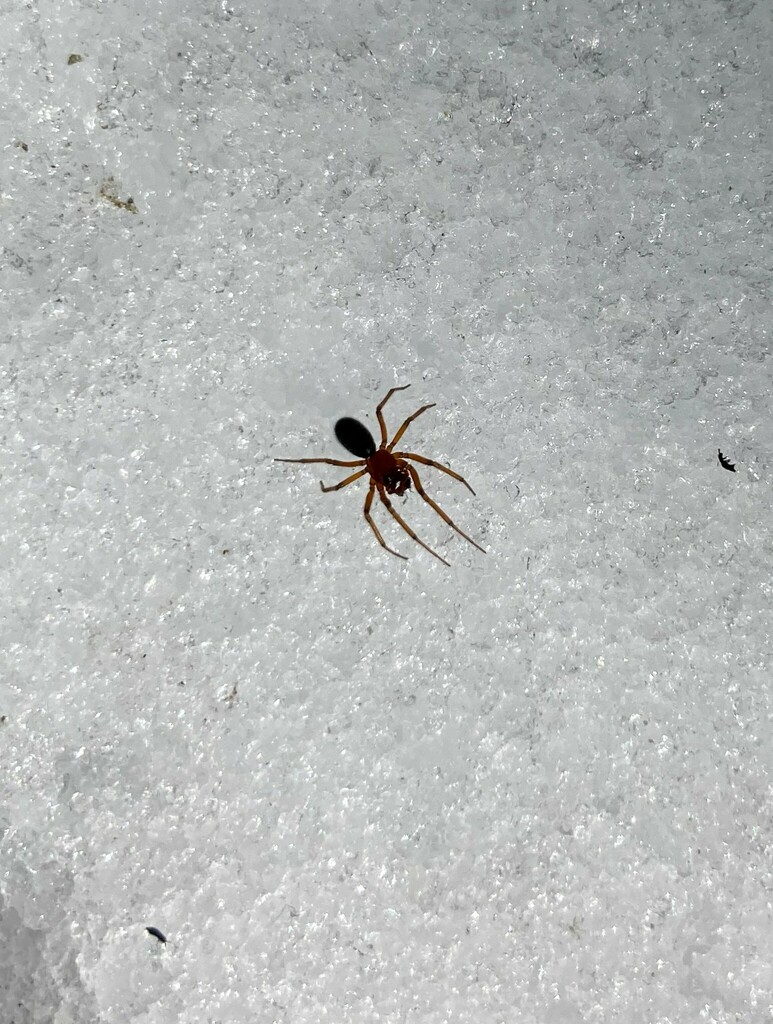 Typical Spiders from Kananaskis, AB T0L, Canada on April 16, 2023 at 02 ...