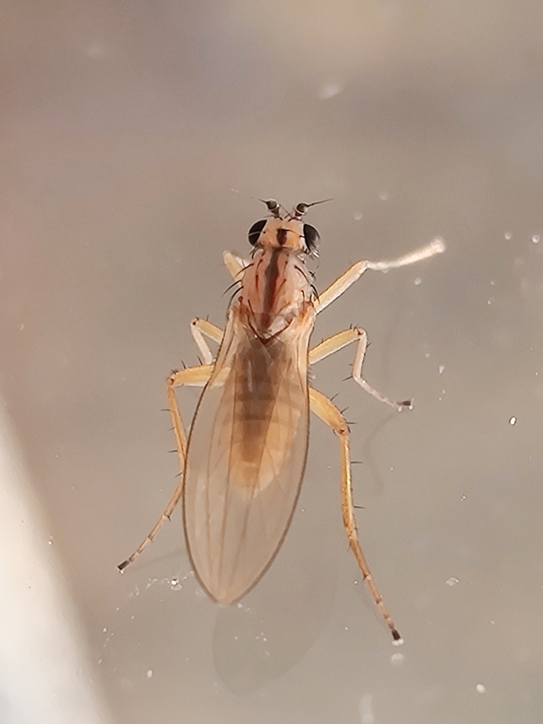Small Grass Fly from Pirkanmaa, FI-LS, FI on April 25, 2023 at 07:31 PM ...
